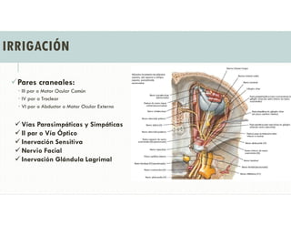 Organos de los sentidos | PDF