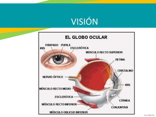 ORGANOS DE LOS SENTIDOS.ppt