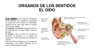 ORGANOS DE LOS SENTIDOS xxxxxxxxxxx.pptx | Eye and Vision Conditions ...