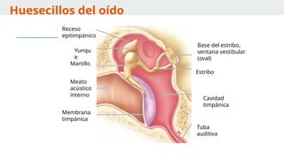Exposición de la anatomía y conformación del oído | PPTX