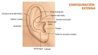Exposición de la anatomía y conformación del oído | PPTX