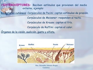 ORGANOS DE LOS SENTIDOS I | PPT