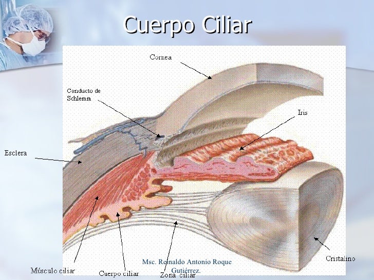 ORGANOS DE LOS SENTIDOS I