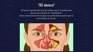 organos del sistema respiratorio y su morfología | PPTX