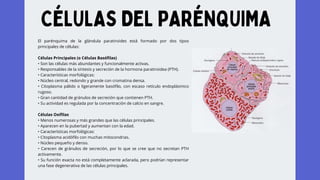 Órganos endocrinos.Histologia.ross.medicine | PDF