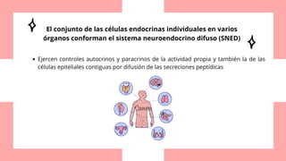 Órganos endocrinos.Histologia.ross.medicine | PDF