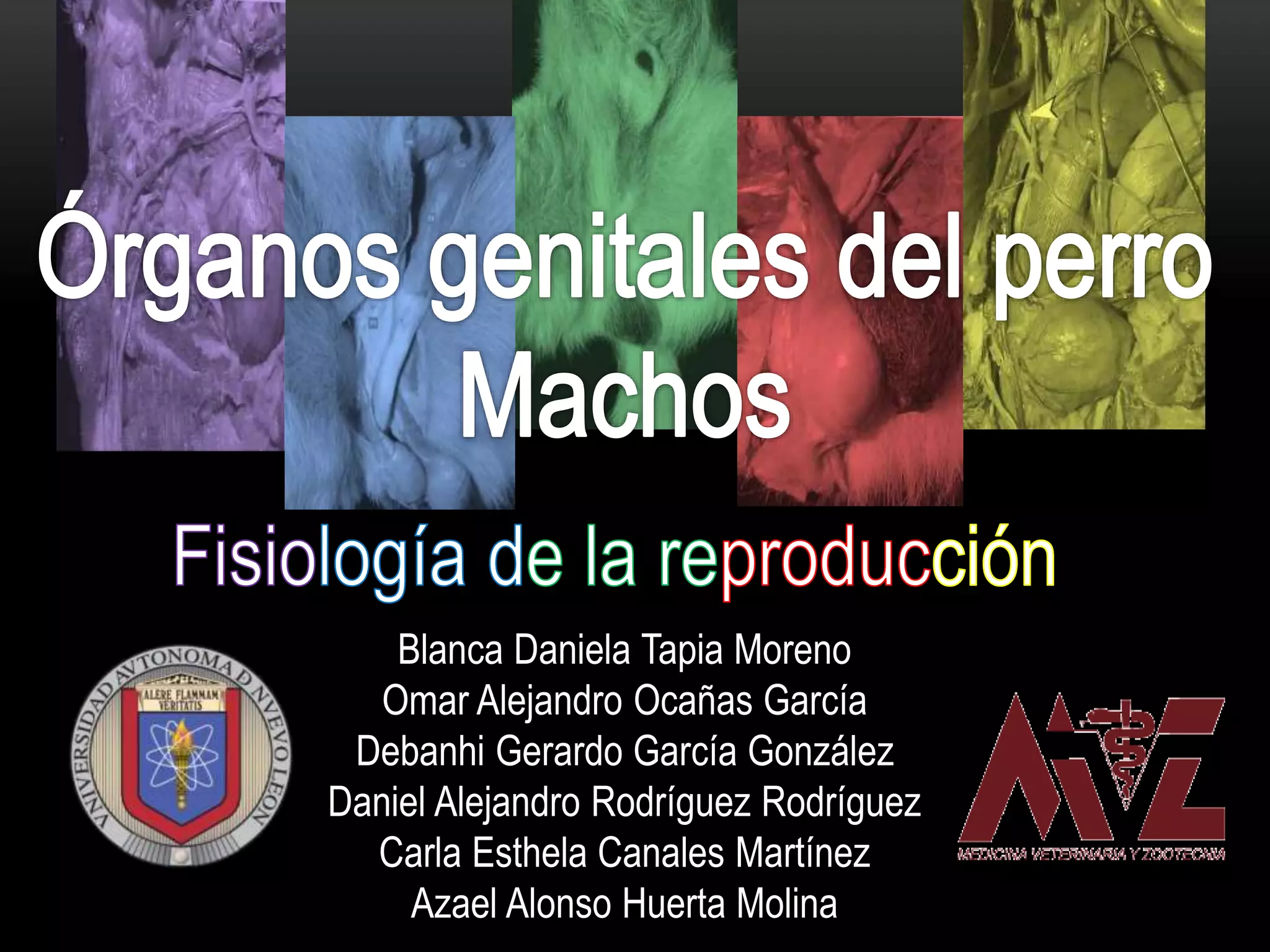 Órganos genitales del perro macho | PPTX