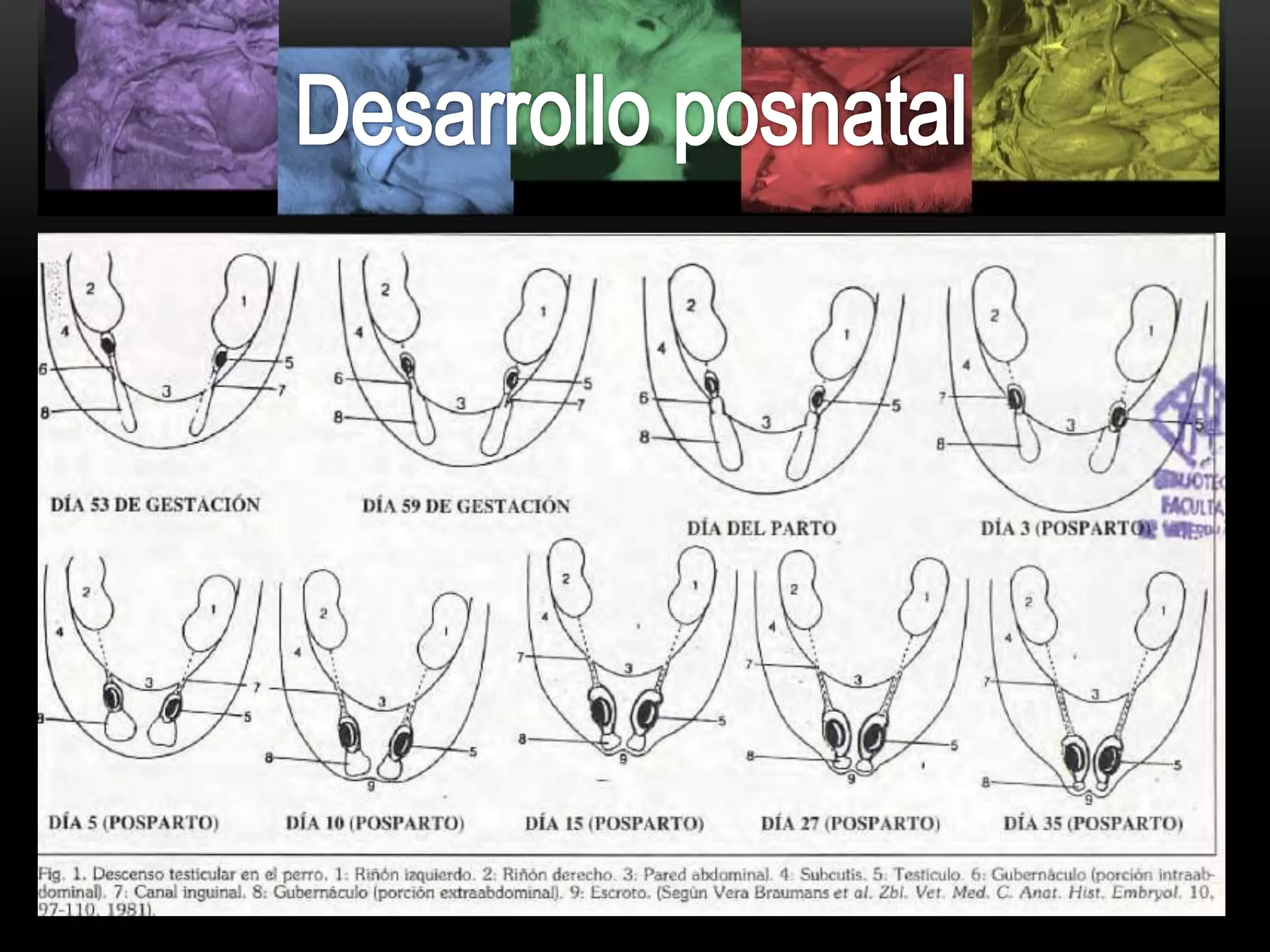 Anatomía Genital Del Perro Anatomía Reproductiva Del Macho Y De La