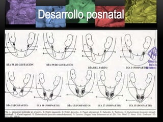 Órganos genitales del perro macho | PPTX