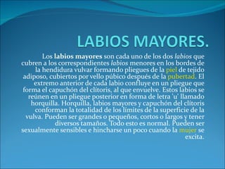 Organos genitales externos femeninos | PPT