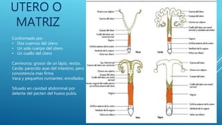Organos genitales femeninos (organa genitalia feminina) | PPTX