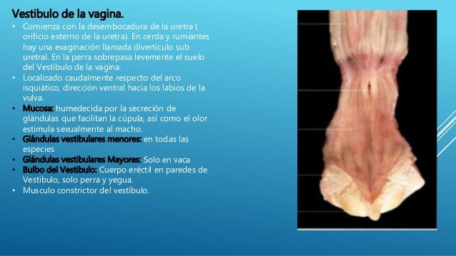 Organos genitales femeninos (organa genitalia feminina)