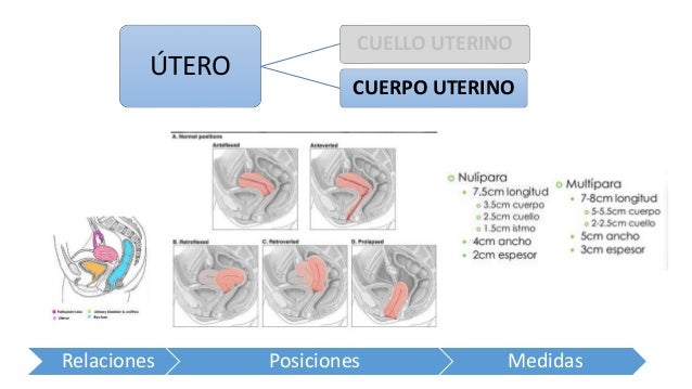 Organos pelvicos