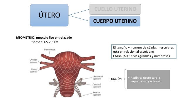 Organos pelvicos