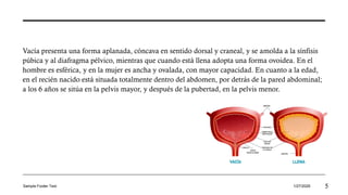 Anatomía y Función de los Órganos Intrapélvicos Femeninos para ...