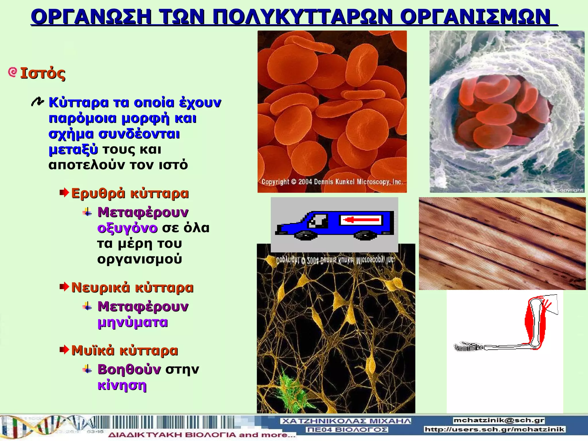 Organositonpolukuttaronorganismon | PPT