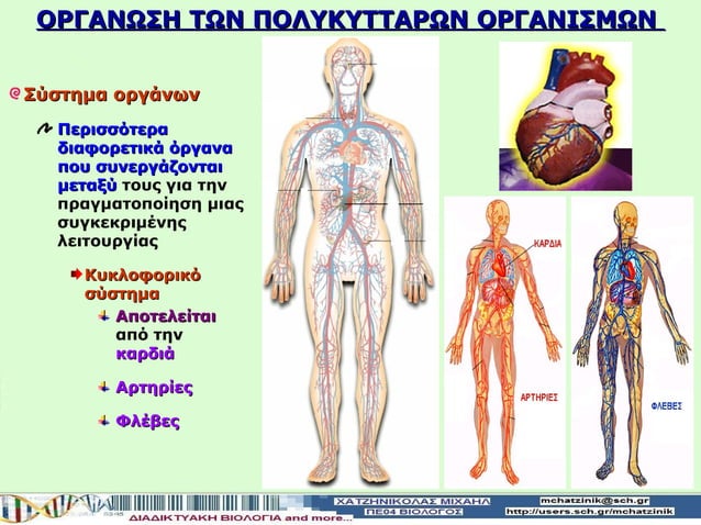 Organositonpolukuttaronorganismon | PPT