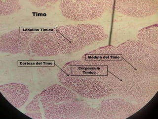 Histologia Organos linfoides | PPT
