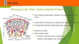 ORGANOS LINFOIDES PRIMARIOS Y SECUNDARIOS - INMUNOLOGIA MEDICA | PPTX