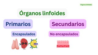 organos linfoides - inmunologia basica y clinica | PDF