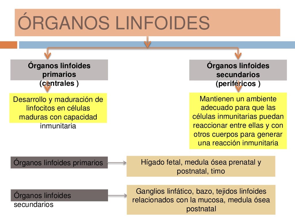 Organos linfoides