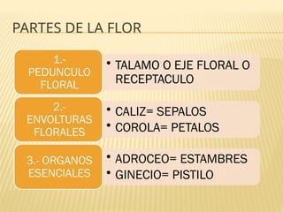 ORGANOS REPRODUCTIVOS DE LAS PLANTAS.pptx