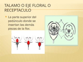 ORGANOS REPRODUCTIVOS DE LAS PLANTAS.pptx