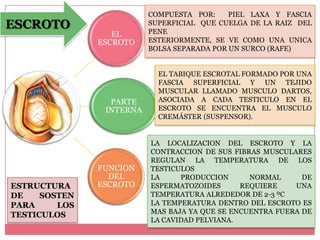 Organos reproductores masculinos | PPTX