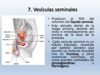 ORGANOS REPRODUCTORES_MASCULINOS.ppt