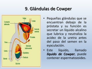 ORGANOS REPRODUCTORES_MASCULINOS.ppt