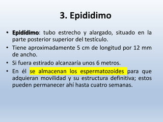 ORGANOS REPRODUCTORES_MASCULINOS.ppt