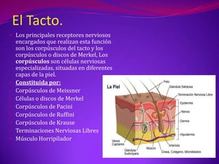Organos de los sentidos | PPTX