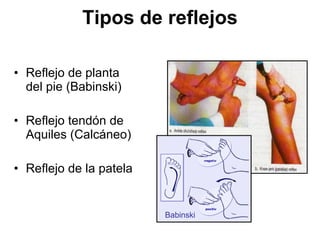Organos Sensoriales Hoy | PPT
