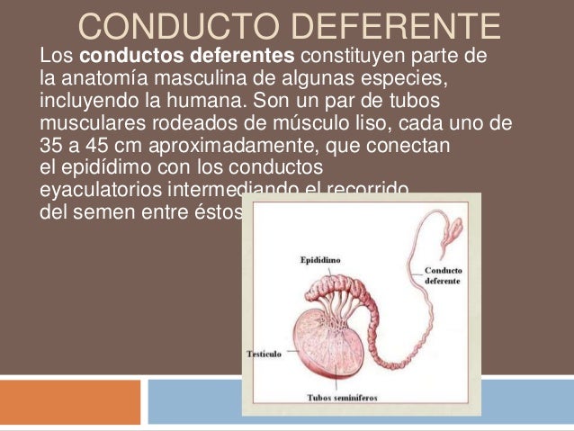 Organos sexuales masculinos