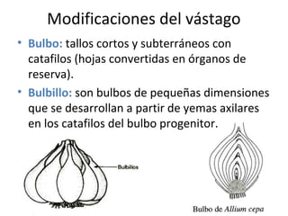 Organos vegetales | PPT