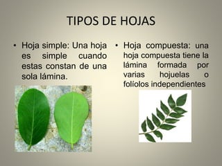 Organos vegetales | PPTX