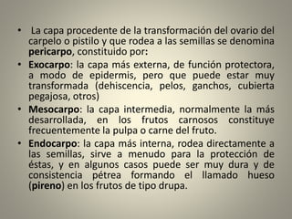 Organos vegetales | PPTX