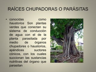 Organos vegetales | PPTX