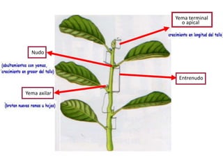 Organos vegetales | PPTX