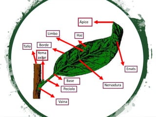 Organos vegetales | PPTX
