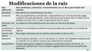 Órganos vegetales en botanica general y la aplicación en la ingenieria ...