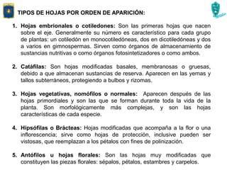 Organos vegetales iii | PDF