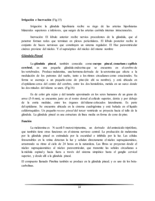 Órganos y Glándulas de cabeza y cuello | DOCX