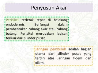 Organ_pada_Tumbuhan.pptx