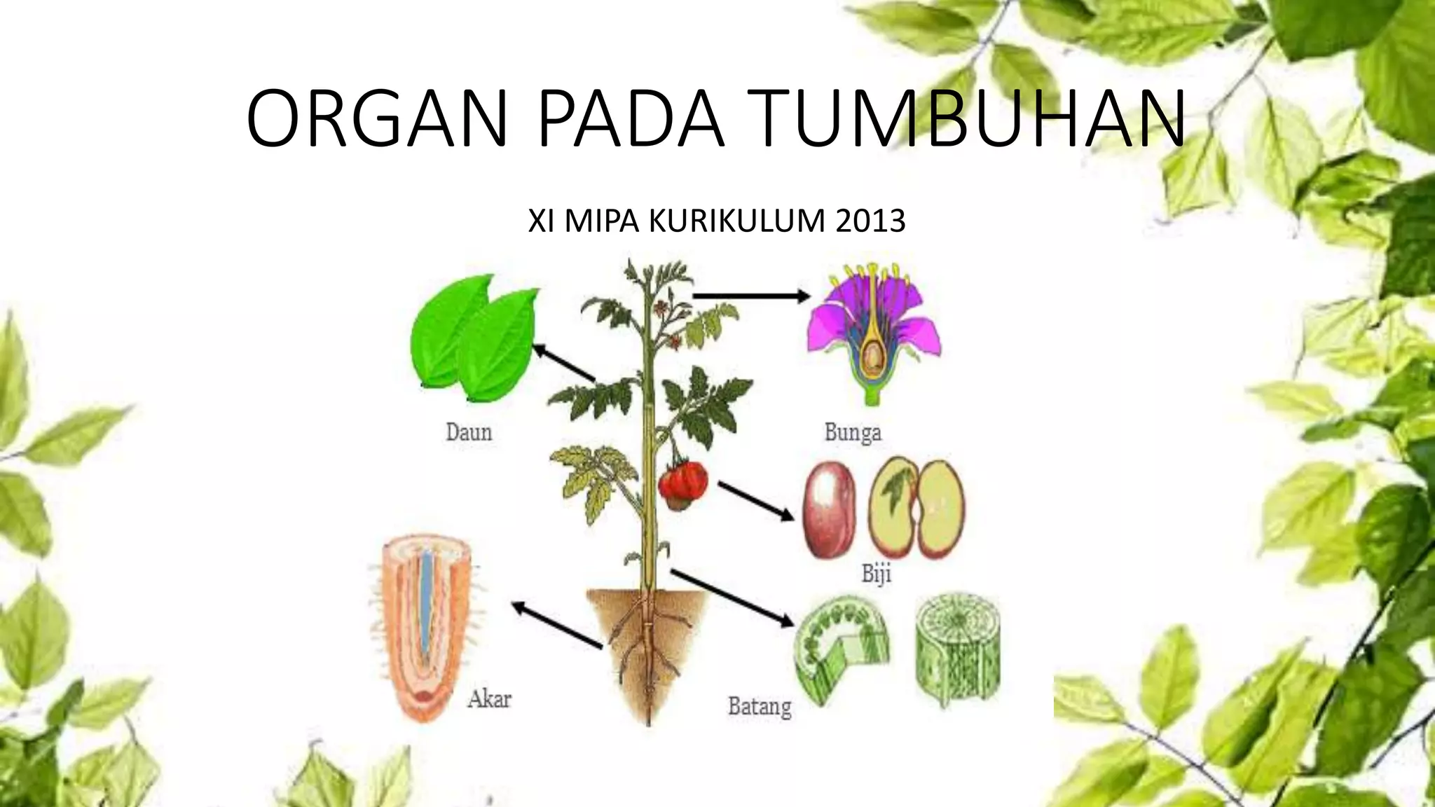 ORGAN PADA TUMBUHAN KELAS XI.pptx