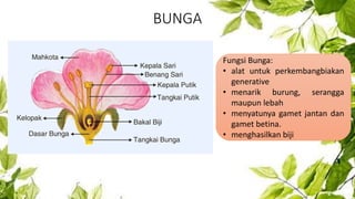 ORGAN PADA TUMBUHAN KELAS XI.pptx