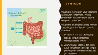 Organ Pencernaan.pptx