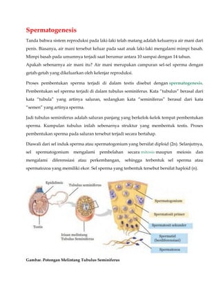 Organ reproduksi laki laki dan spermatogenesis | PDF