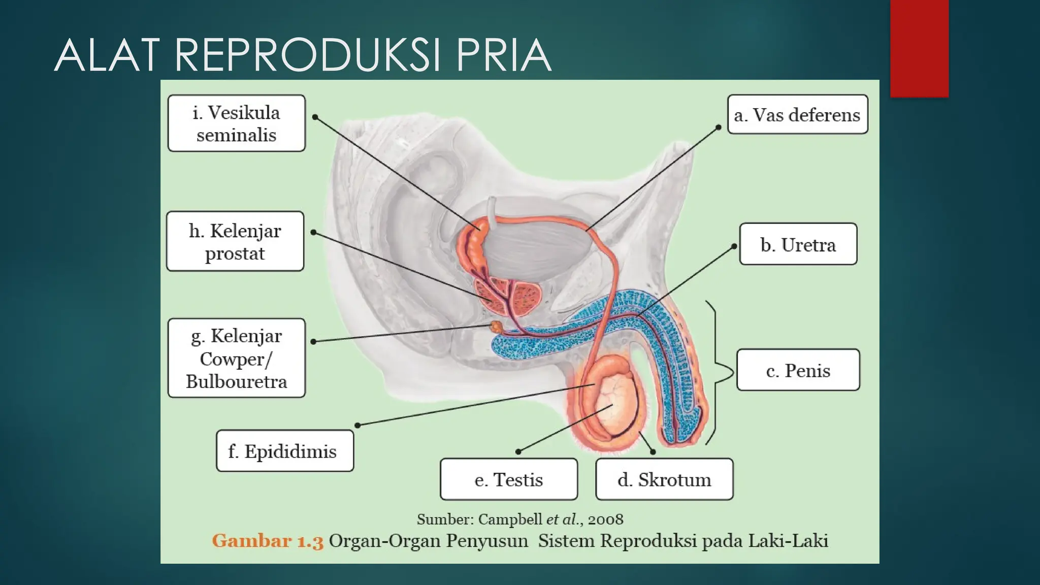 FUNGSI ORGAN REPRODUKSI PRIA _ WANITA.pptx