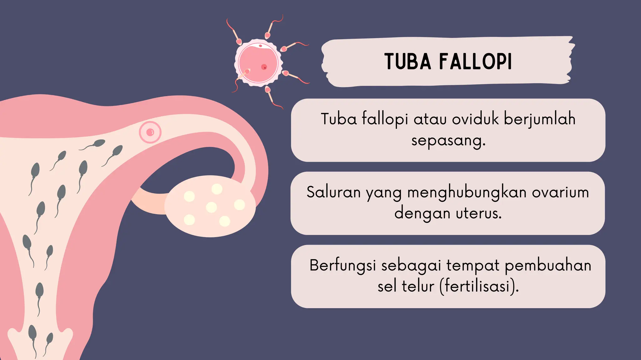 PPT organ reproduksi wanita KELAS 11.pdf